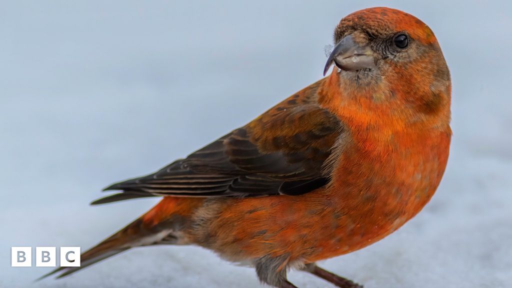 Crossbills: The bird that gets redder feathers, the more it exercises ...
