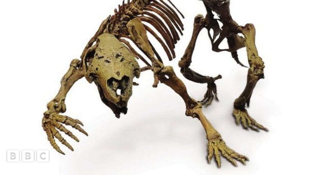 Check out the 'crazy beast' scientists have dug up! - BBC Newsround