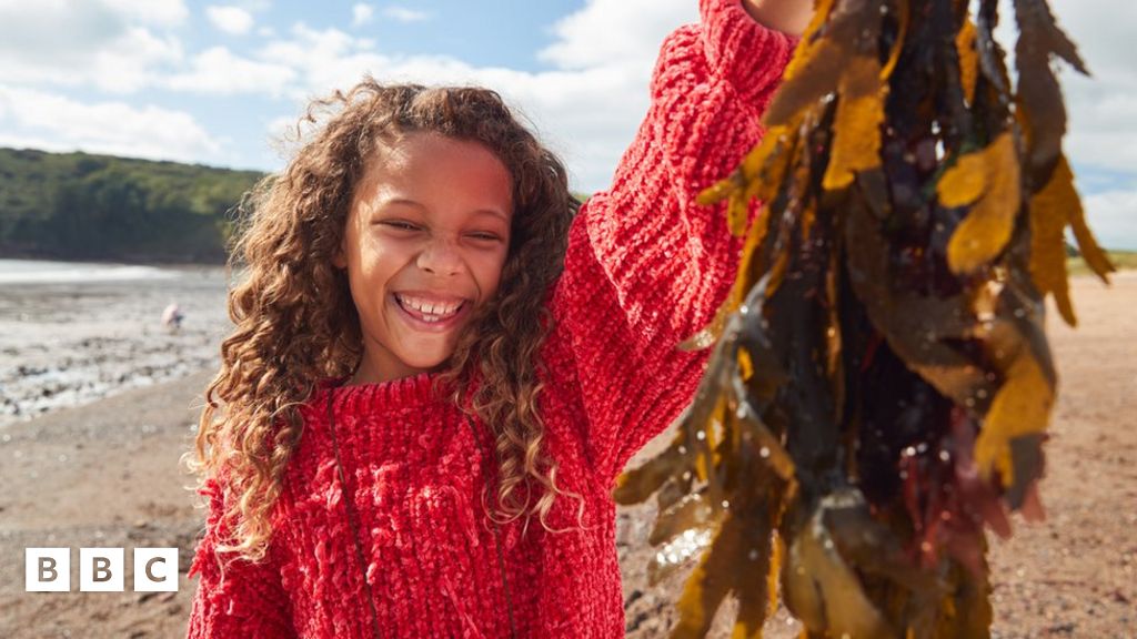 The Big Seaweed Search Week: Why is seaweed so super? - BBC Newsround