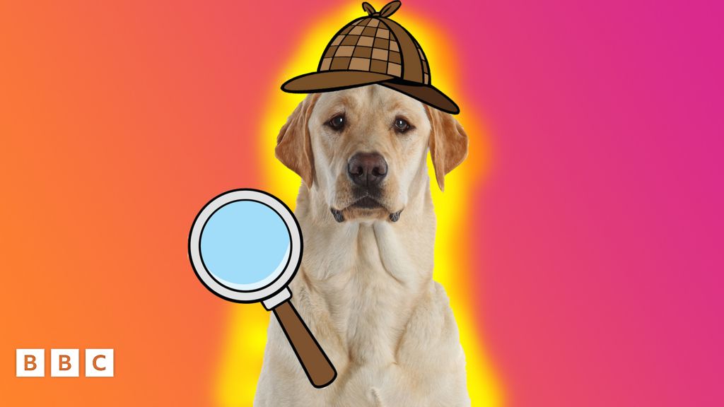 Can dogs tell when you're lying to them? - BBC Newsround