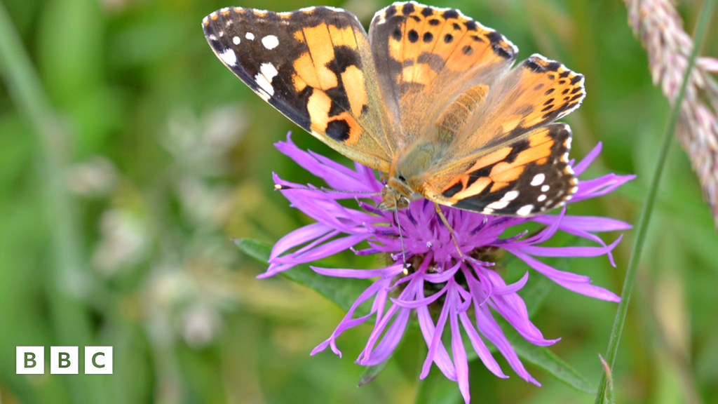 Big Butterfly Count: What it is and how to take part - BBC Newsround