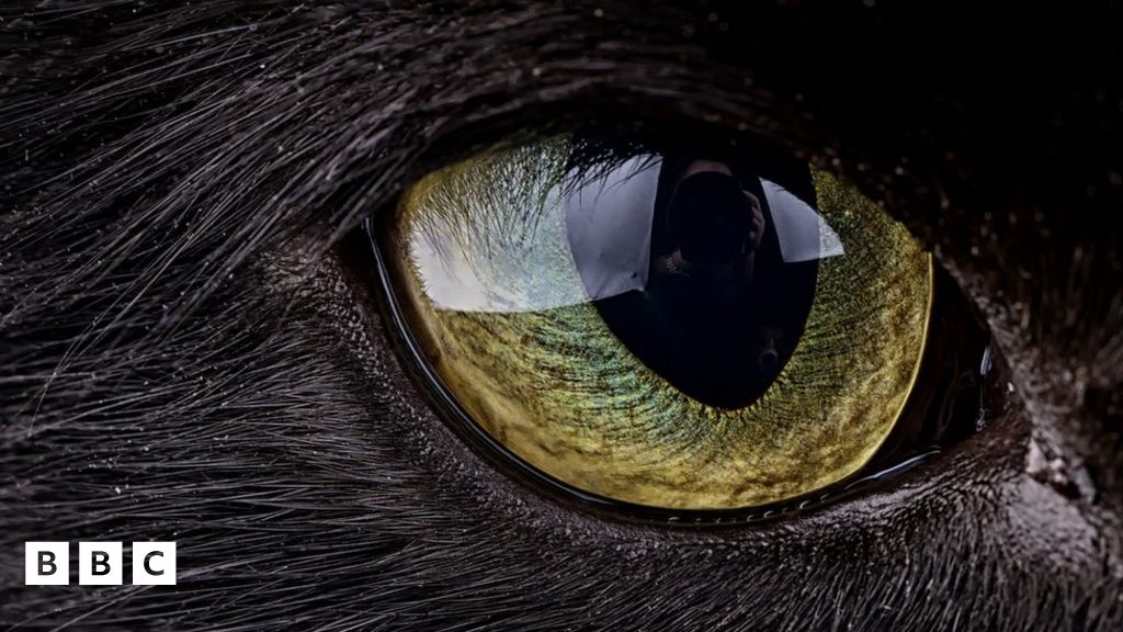 Camera recreates how animals see colour - BBC Newsround