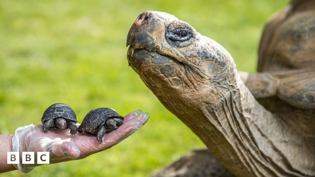 Giant Galapagos tortoises born in British zoo for first time - BBC ...