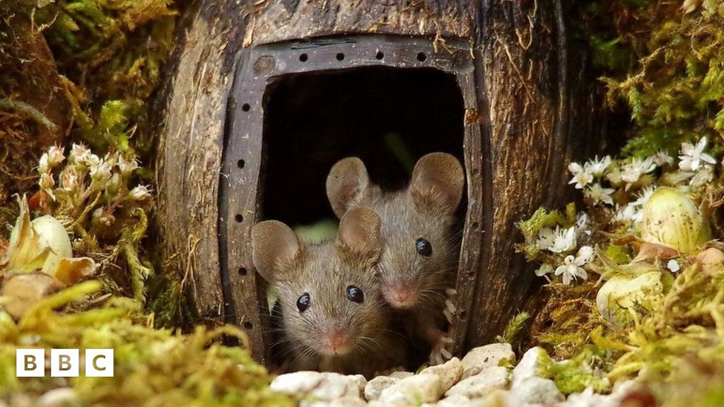 Springwatch 2020: Check out some of these amazing moments - BBC Newsround