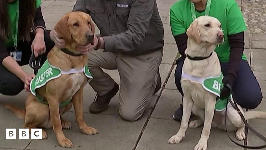Pangolins: Two dogs team up to save with conservation of endangered ...