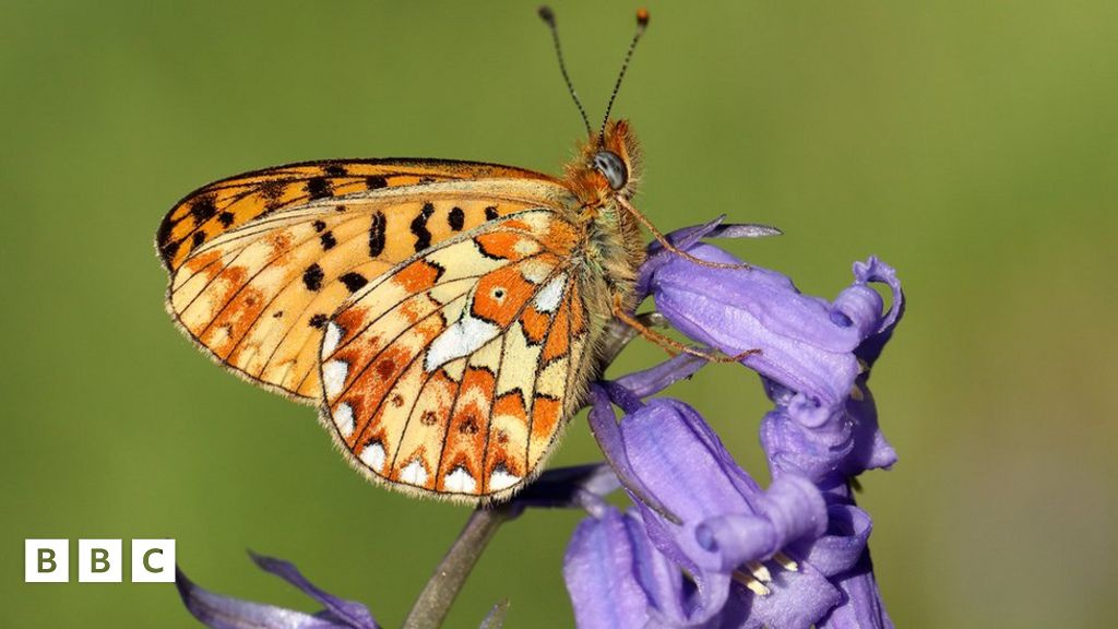 Butterflies: Half of British butterflies on new Red List - BBC Newsround