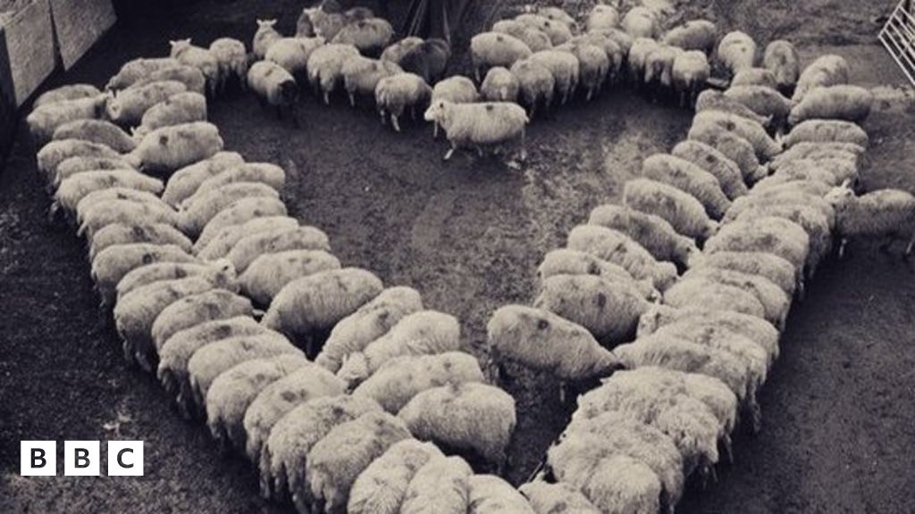 Cariad at ffermio - BBC Cymru Fyw