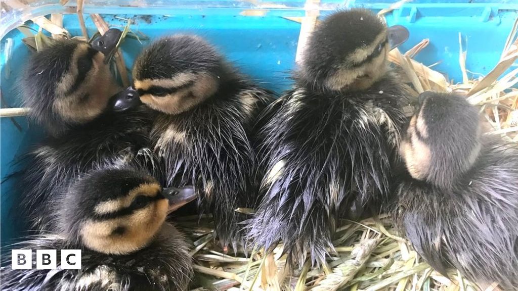 Baby ducks saved by quacking noises on phone! - BBC Newsround
