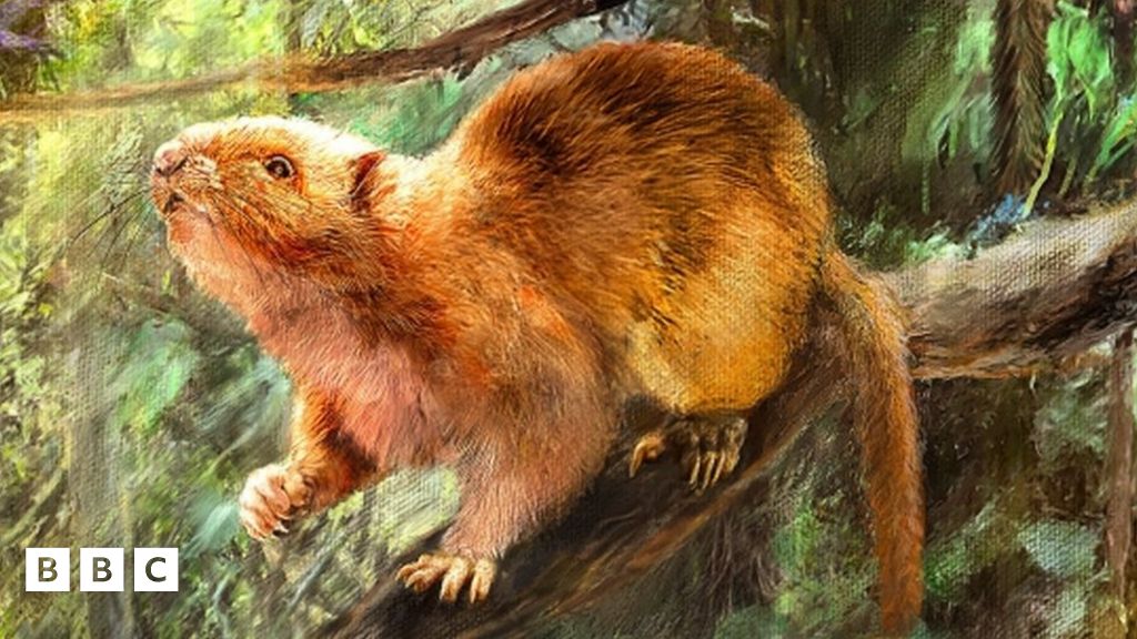 Scientists have discovered giant cloud rat fossils! - BBC Newsround