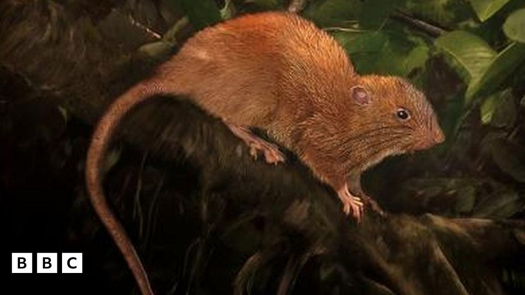 Rare giant rat caught on camera for the first time in Solomon Islands ...