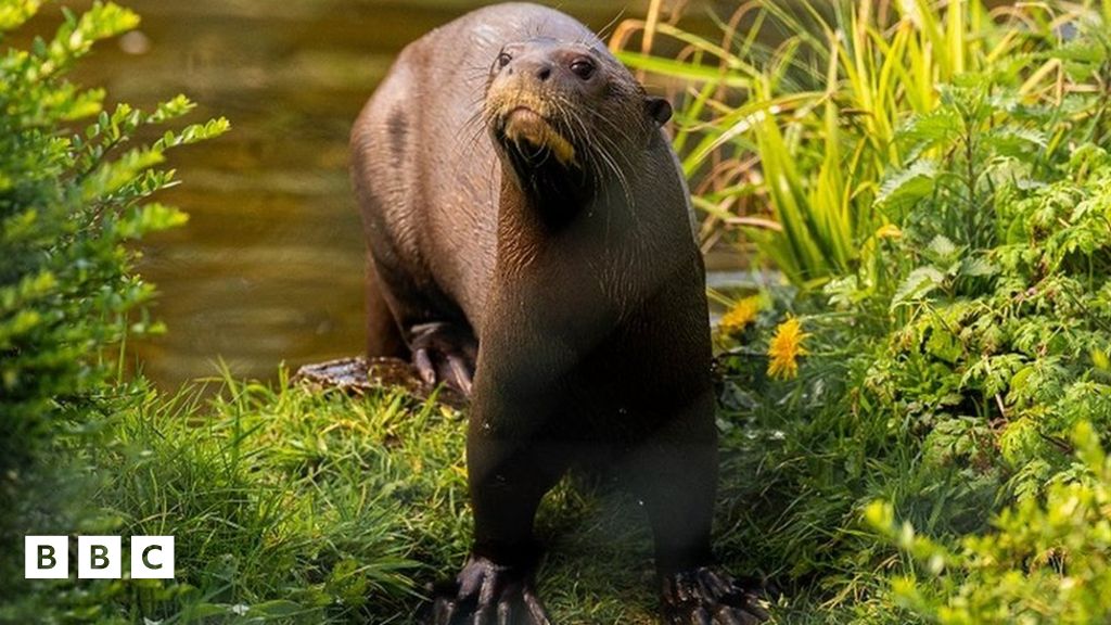 Conservation: A rare giant otter has arrived at Chester Zoo to try and ...