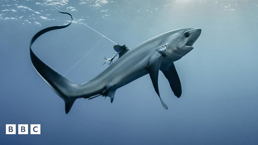 Thresher shark gets extra protection at CITES conference - BBC Newsround