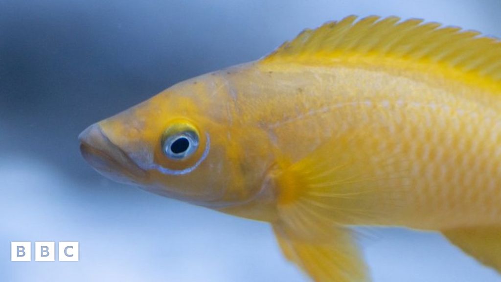 UK's first aquarium for extinct-in-the-wild freshwater fish opens today ...