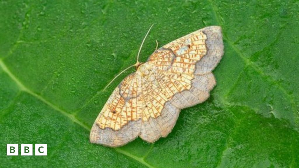 Conservation: Endangered moth spotted in Scottish park - BBC Newsround