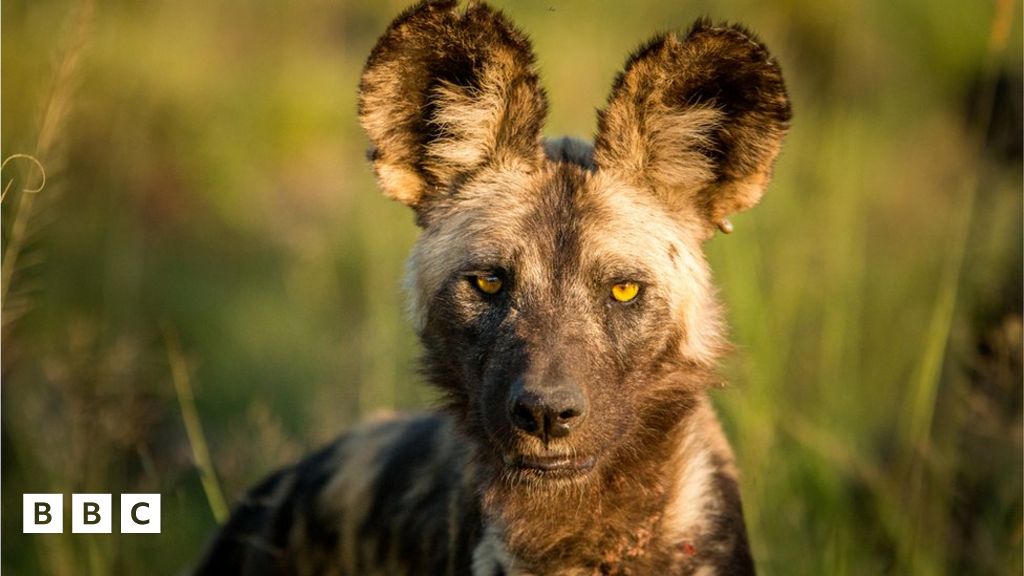 BBC Dynasties: What's it like following painted wolves? - BBC Newsround