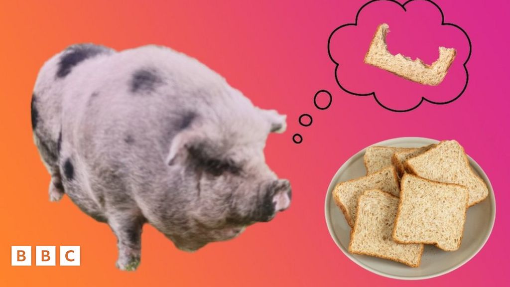 Runaway roaming pig rescued by police using a loaf of bread - BBC Newsround