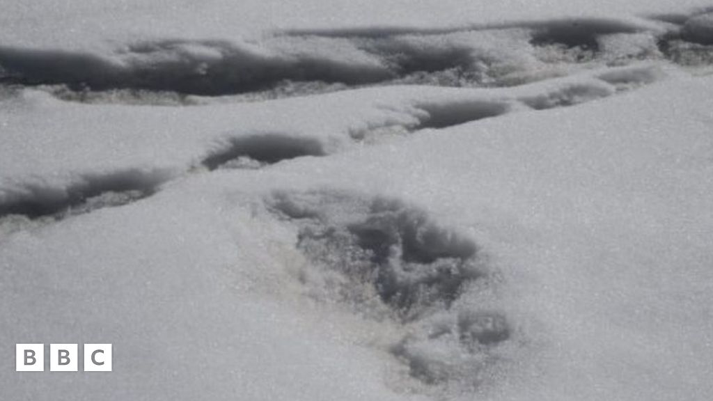 Does the Yeti exist? And other great animal mysteries - BBC Newsround