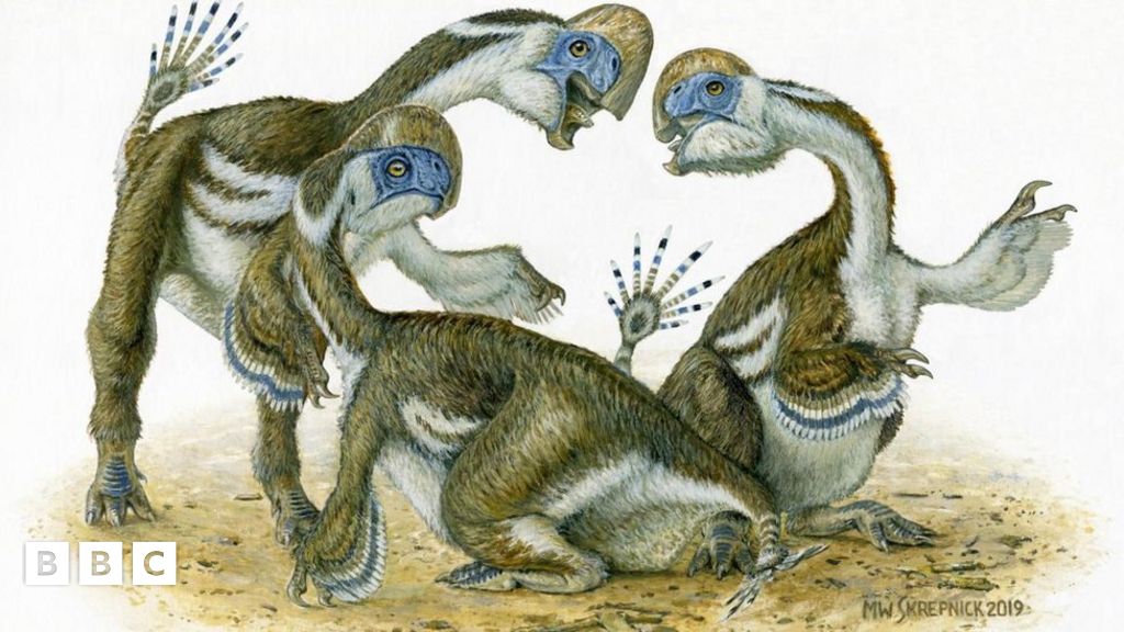 Scientists discover dinosaur with a beak like a parrot - BBC Newsround