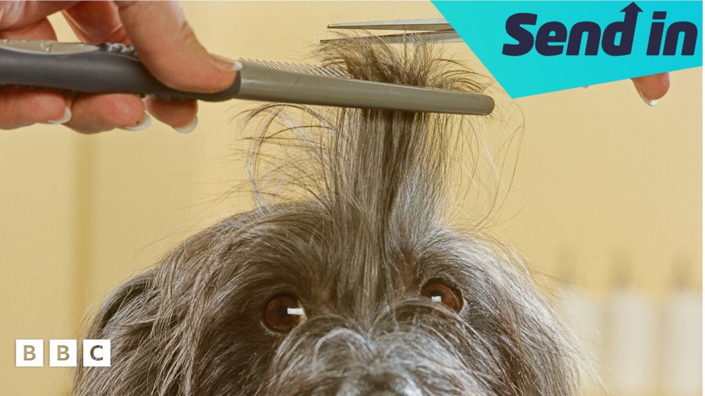 Send in: Your dogs before and after their hair cut! - BBC Newsround
