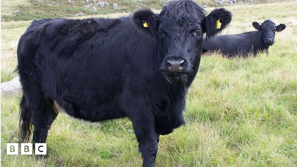 Cwis: Ydych chi'n nabod anifeiliaid fferm Cymru? - BBC Cymru Fyw