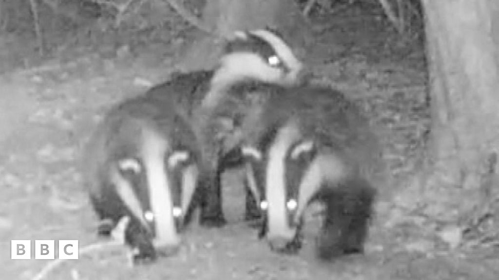 Ymchwil cudd: Hela moch daear 'mor boblogaidd ag erioed' - BBC Cymru Fyw