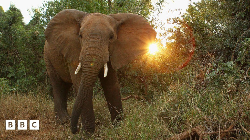 Quiz: How much do you know about elephants? - BBC Newsround