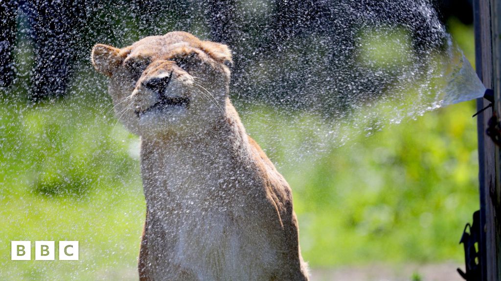 Heatwave: How do animals keep cool in the heat? - BBC Newsround