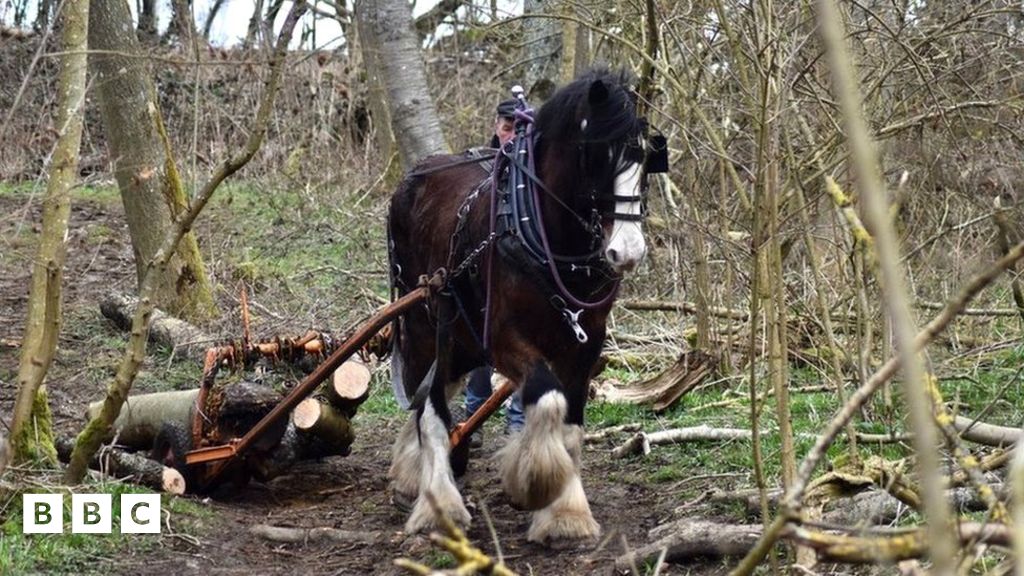 Trees that fell in UK storms given new life - BBC Newsround