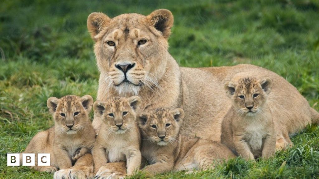 What names would you give to these lion cubs? - BBC Newsround