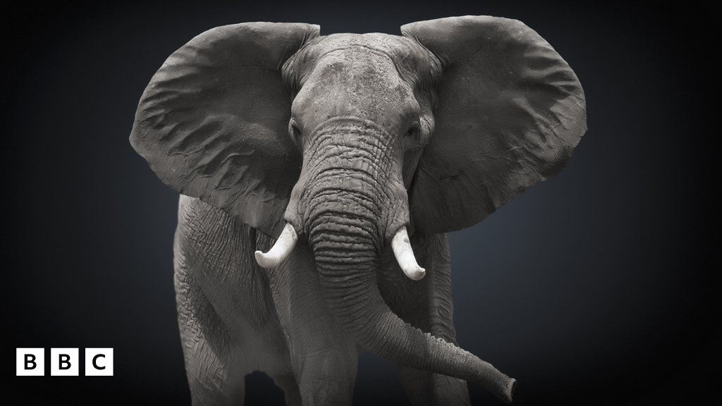 Where did tusks come from? Why do only some animals have them? - BBC ...