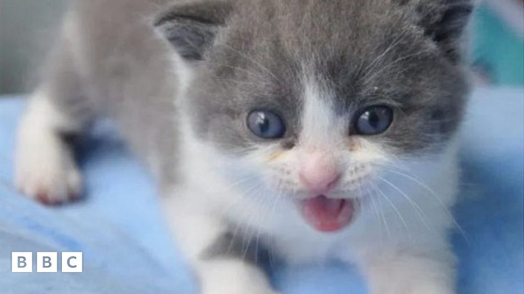 International Cat Day: Your cats! - BBC Newsround