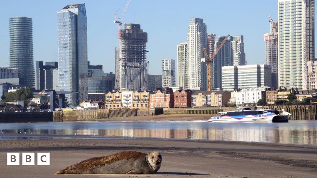 Sharks are living in the River Thames, new study reveals - BBC Newsround