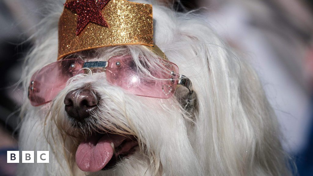 Pictures: Dogs dress up for carnival in Rio, Brazil - BBC Newsround