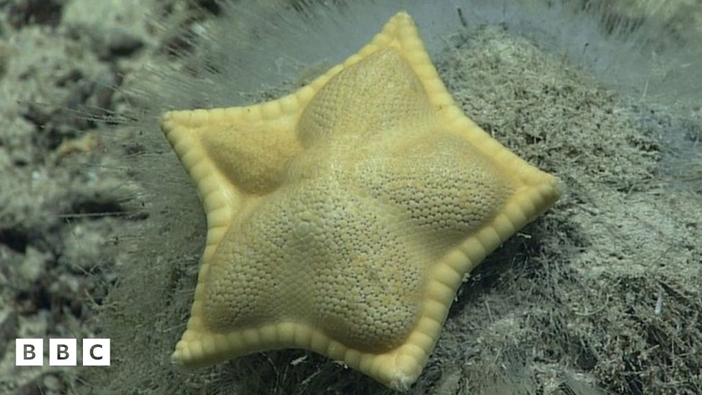 'Ravioli' starfish: This weird starfish is reminding people of pasta ...