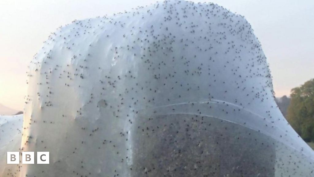 Giant spider web in Lancashire - BBC Newsround