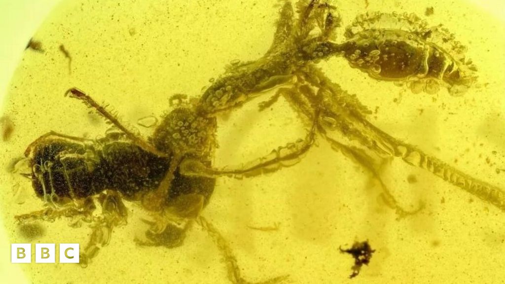 ‘Hell ant’ found in 99 million year old amber - BBC Newsround