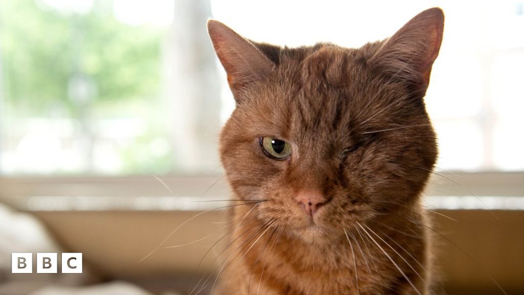 National Cat Awards: Four felines make it to final - BBC Newsround