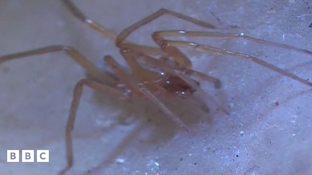 Scientists discover '30 new species' in hidden caves - BBC Newsround