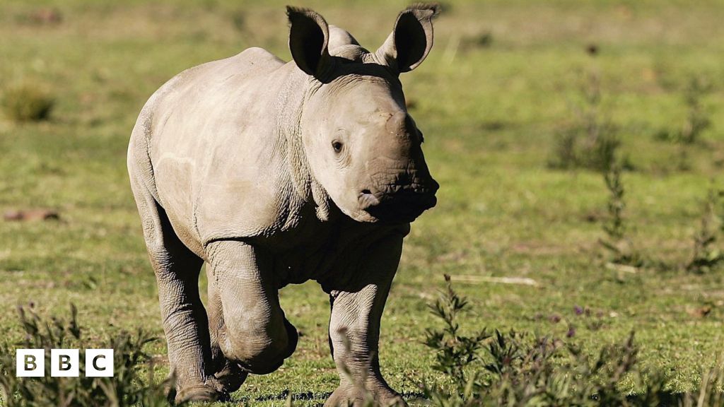 Defending the Rhino: Fifteen fantastic rhino facts - BBC Newsround