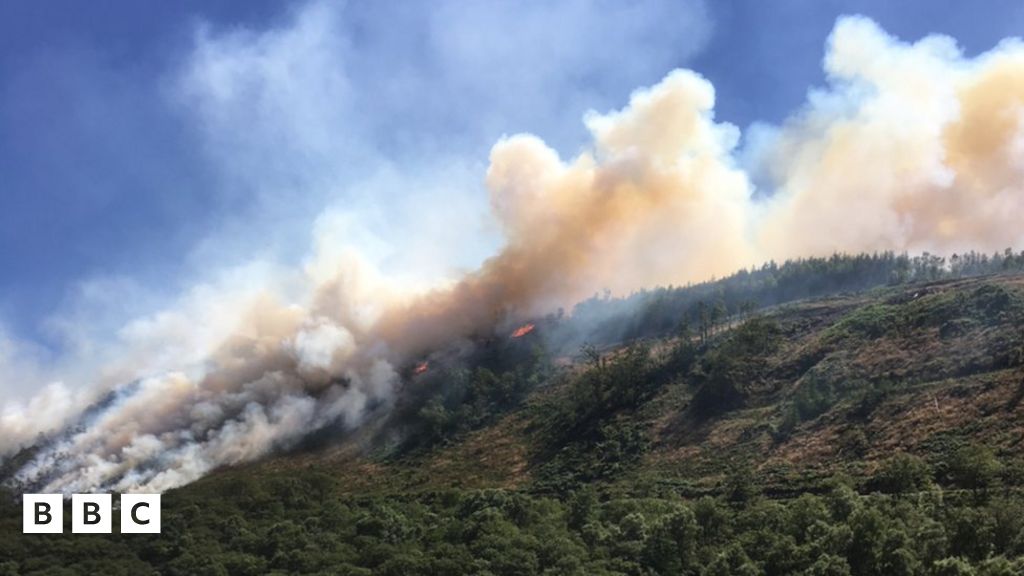 Tân coedwig yng Nghwm Rheidol ger Aberystwyth yn ailgydio - BBC Cymru Fyw