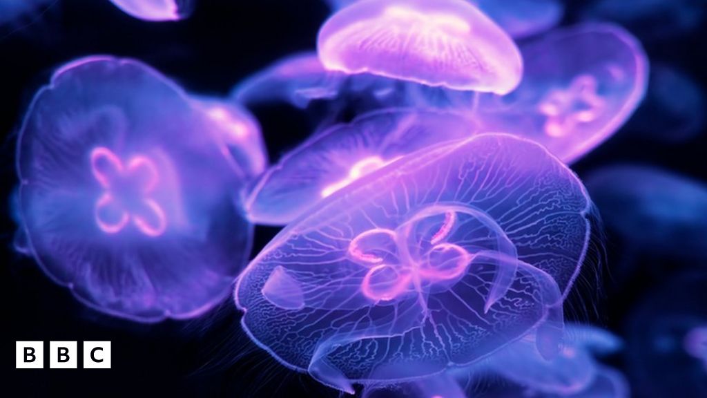 Bioluminescence: The first animals to glow in the dark appeared over ...
