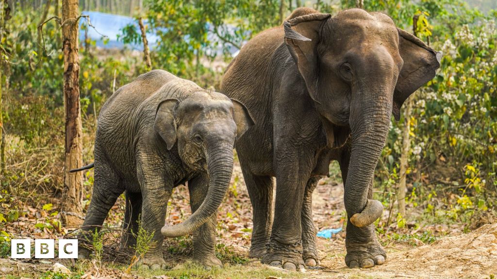Conservation: Wild elephant 'adoption' banned in Bangladesh - BBC Newsround