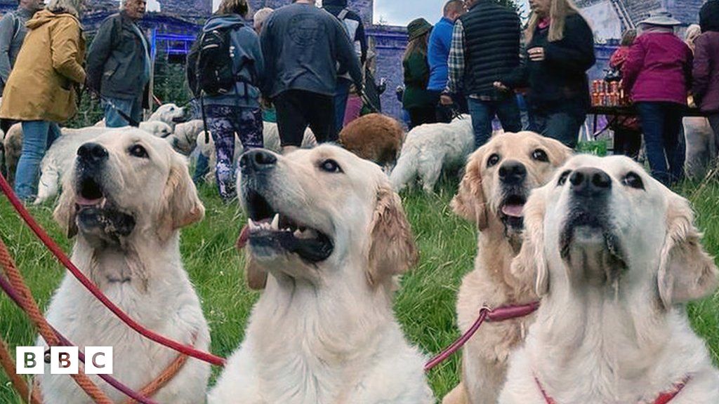 Golden Retrievers: Dogs from around the world meet up - BBC Newsround
