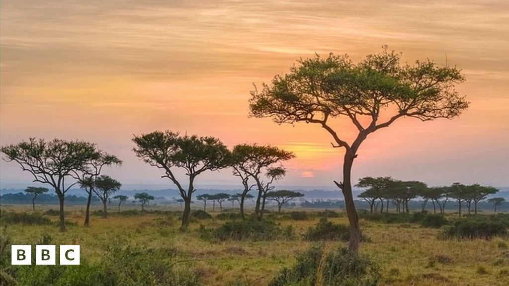 Climate change: Nasa helps scientists map 10 billion trees - BBC Newsround