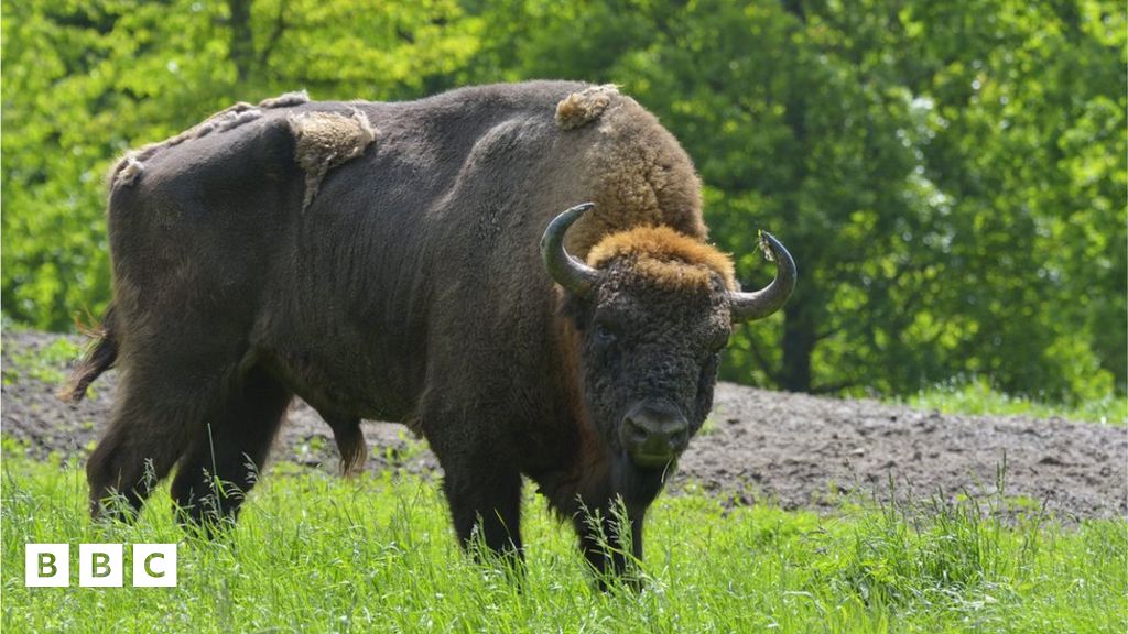 Meet the UK's first ever bison rangers! - BBC Newsround