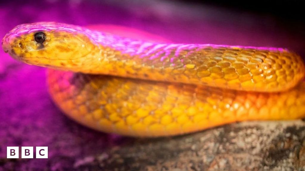 Snakebites: The search for a new treatment - BBC Newsround