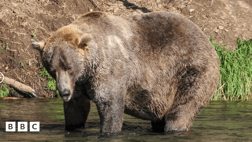 Fat Bear Week: Meet 480 Otis, winner of Alaska's unusual contest - BBC ...