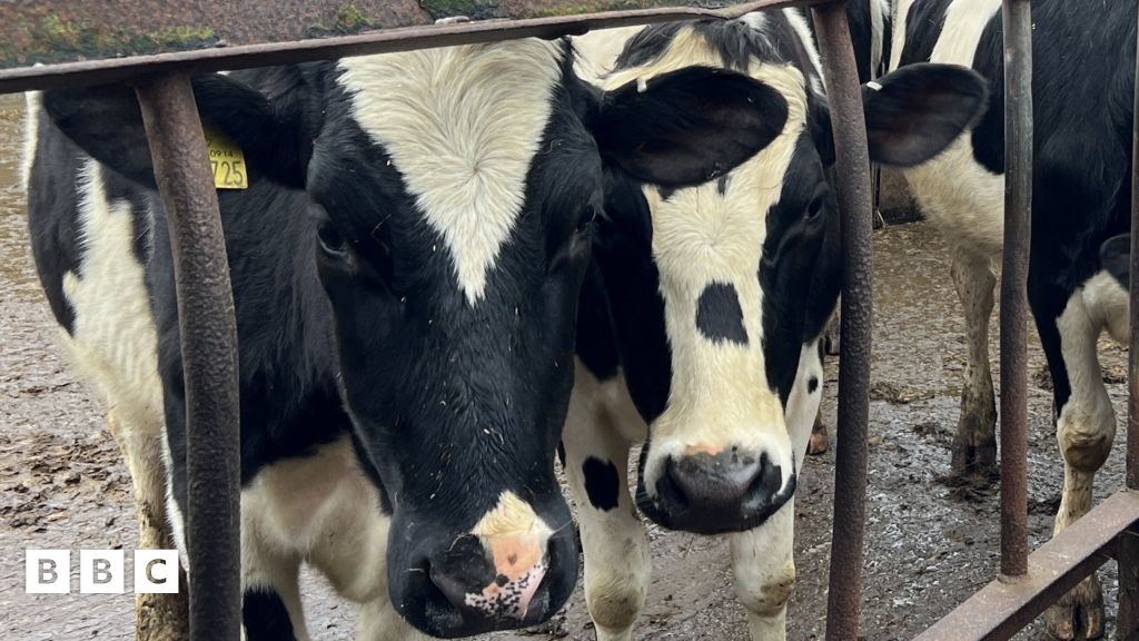 Angen 'dechrau eto' gyda'r Cynllun Ffermio Cynaliadwy - BBC Cymru Fyw