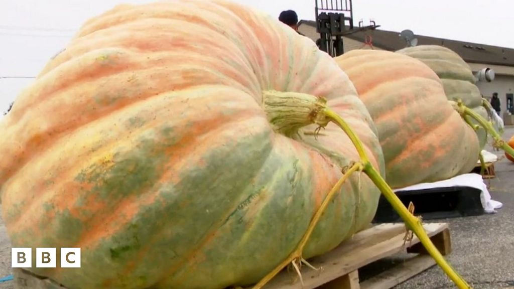 Giant food: How did these fruit and veg get so big? - BBC Newsround
