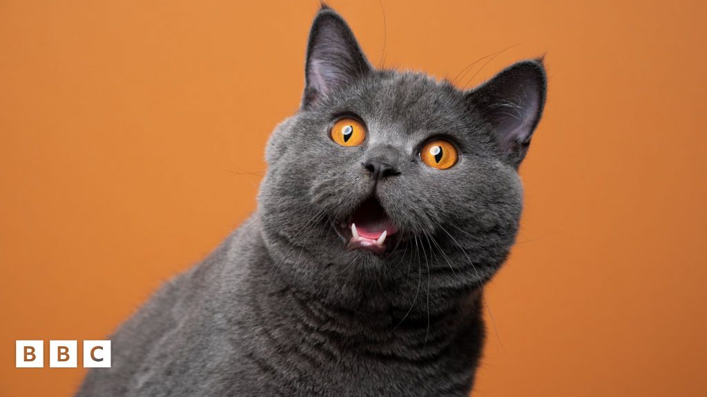 Cats can tell when you're speaking to them in your 'cat voice' - BBC ...